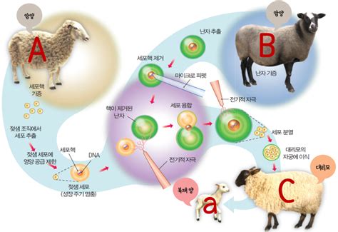 생명 생명기술의 원리 핵 이식 기술 네이버 블로그