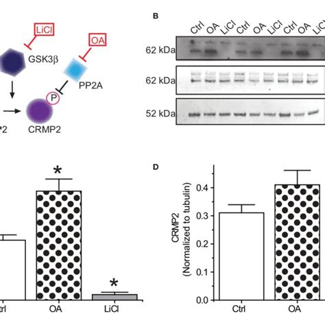 PDF Differential Regulation Of Collapsin Response Mediator Protein 2 CRMP2 Phosphorylation