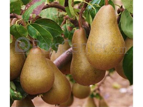 انواع درخت گلابی درسال 1402 محصولات نهال در پارس سنتر