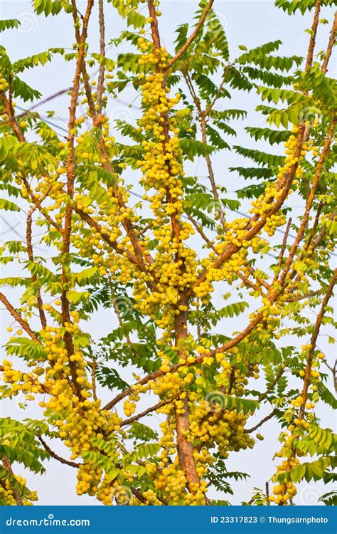 Phyllanthus Acidus On Tree Stock Image Image Of Gooseberry 23317823