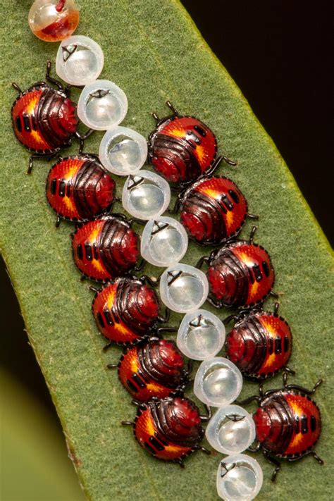 Shield Bug Babies Sitting In A Row Rpics