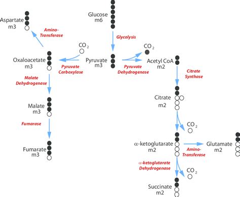 The Process Of Forming Glucose From Various Metabolic Intermediates At