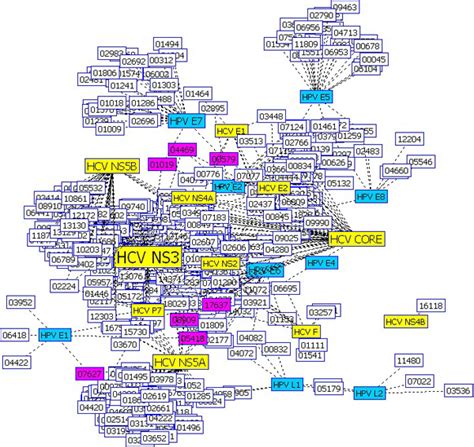 Comparison Of The Hcv Interaction Network With The Hpv Interaction