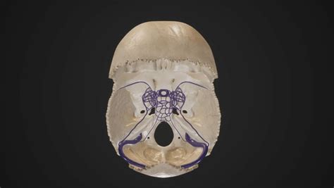 2 Confluence Sinuses Royalty Free Photos And Stock Images Shutterstock