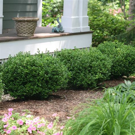 Boxwood Shrubs For Sale