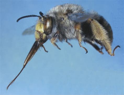 Australian Native Bees