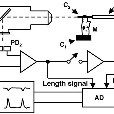 Diagram Of Experimental Arrangement A Myocyte M Is Held Between A