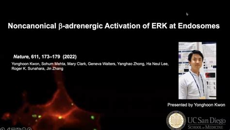 non canonical β adrenergic activation of erk at endosomes — jrnlclub