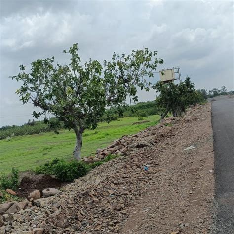 Sanjay Girish Mehta On Linkedin Good Sustainability Job To Save Trees And With That Also With