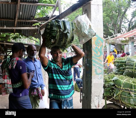 Shows A Paan Betel Leaf Market Farmers Process Paan Betel Leaf