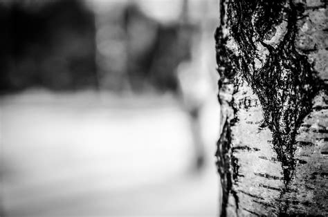 200 000 Free Birch Tree And Birch Photos Pixabay