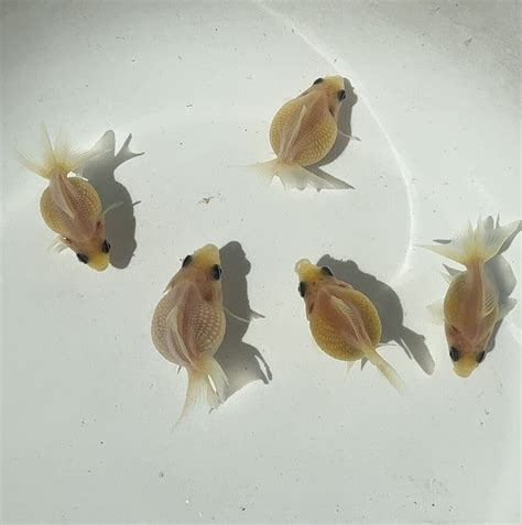 【未使用】pure金魚☆即決 シルクピンポンパール 5匹 まんまる系統！真っ白でかわいいピンポン！自家産☆の落札情報詳細 Yahoo