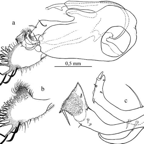 Dolichopus Triangularis Smirnov A Hypopygium Lateral View B Cerci