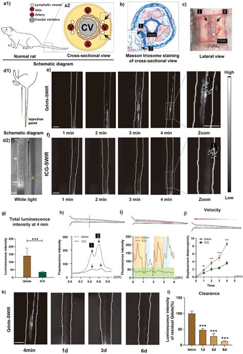 Swir Luminescence Imaging Of Normal Lymphatic Vessel Of Rat Tail A