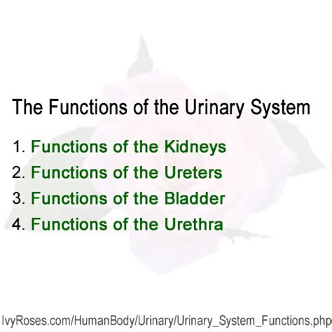 Functions Of The Urinary System Functions Of The Kidneys And Other Parts Of The Urinary System