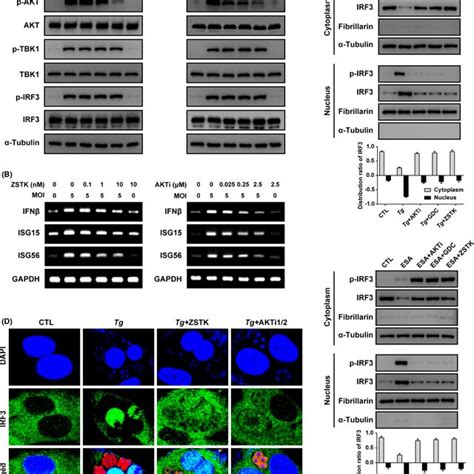 Toxoplasma Gondii Infection Caused A Reduction Of Faf1 A Faf1