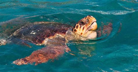 Top 10 Largest Sea Turtles In The World Freejobalertcom