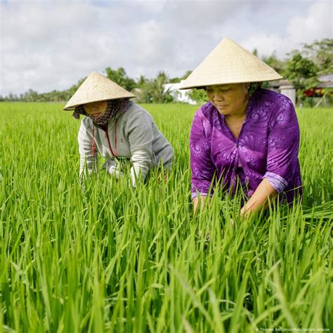 Rice Paddy Farmer