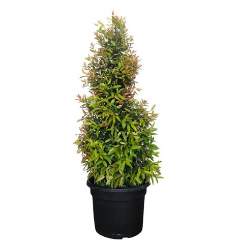 Eugenia Plant Elevate Your Space With Timeless Beauty 0710558855