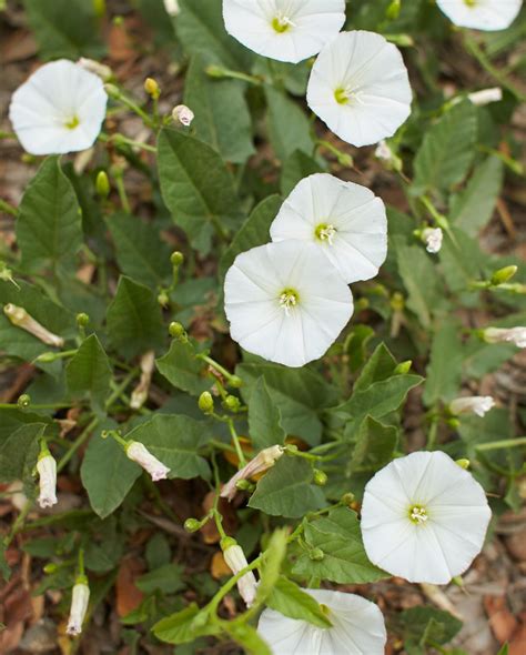 20 Types Of Weeds And How To Control Them Common Weeds In Lawns And Gardens