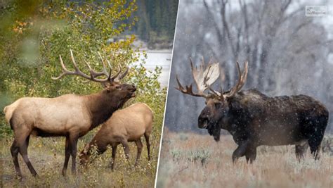 Elk Vs Moose How To Tell Differences A Quick Guide