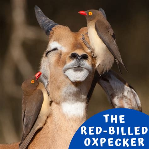 The Red Billed Oxpecker Red Bill Mammals Bird Photography