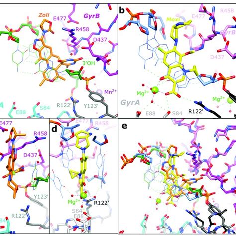 The 28 Å Zoliflodacin Crystal Structure With S Aureus Dna Gyrase A