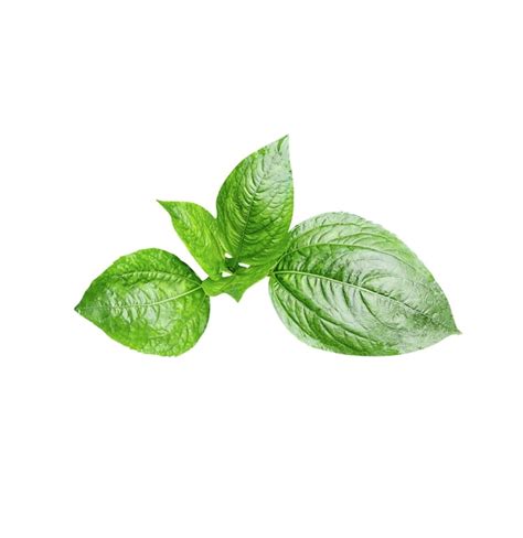 Una Planta Con Flores Rosadas Y Hojas Verdes De China Rosa Planta De
