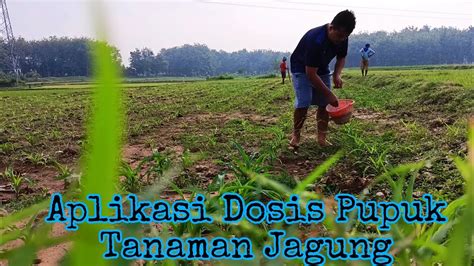 Tehnologi Pemupukan Tanaman Jagung Yang Tepat YouTube
