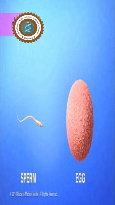 Haploid Vs Diploid Cells In 2025 Biology Facts Biology Lessons Learn Biology