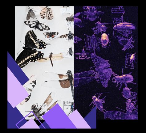 Polarized Light In Animal Vision Maladaptive Behavior And Wildlife