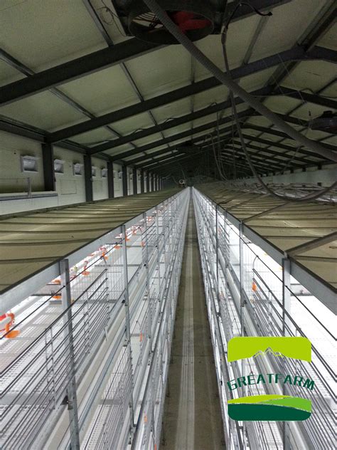 Fully Automatic Layer Poultry Farm Equipment For Chicken Farming Artofit