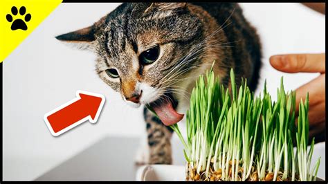 This Is Why Cats Vomit After Eating Grass Youtube