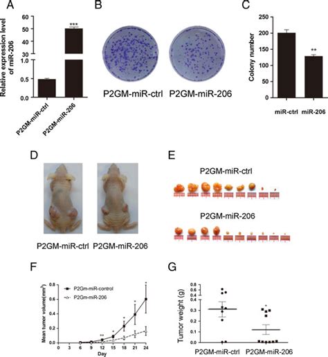 Microrna 206 Suppresses Gastric Cancer Cell Growth And Metastasis Pmc