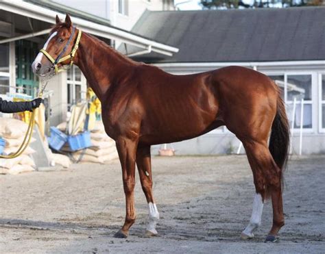 【有馬記念】ボルドグフーシュ85点 肩やトモの張りは菊花賞以上 競馬ニュース Netkeiba