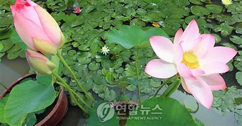고려 연꽃 씨앗 700년만에 꽃 피웠다