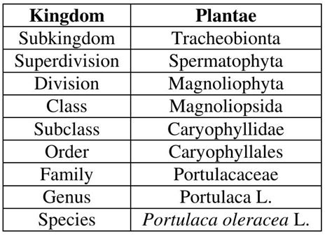 Classification Of P Oleracea 1 12 Botanical