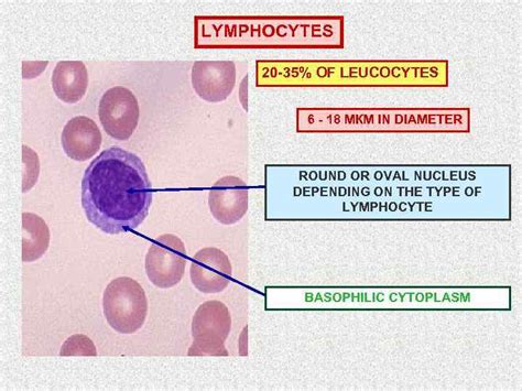 Connective Tissue Blood Cells The General Characteristics