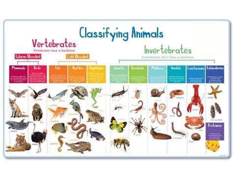 Classification Of Animals Vertebrates And Invertebrates