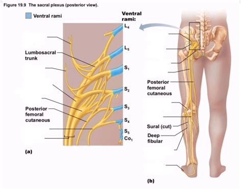 Sacral Plexus Nerves Posterior — Printable Worksheet