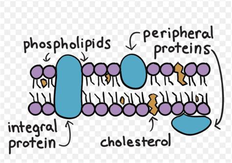 Biology Topic 2 Flashcards Quizlet