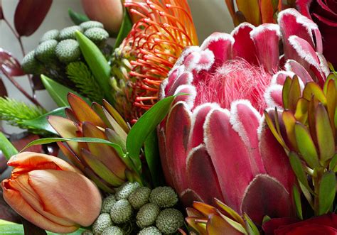 Protea Flower Dictionary Ital Florist Toronto On
