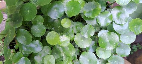 Small Green Leaf Collections Special Stock Image Image Of Leaf