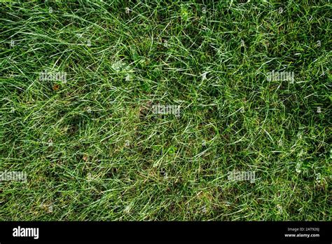 Green Grass Natural Background Top View Green Grass Texture Stock
