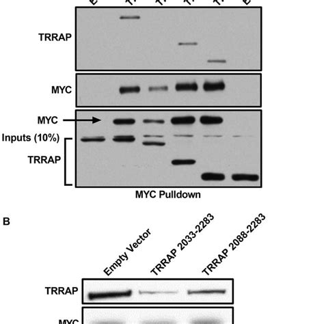 Trrap 2033 2283 Is The Minimal Myc Binding Domain A Western Blot