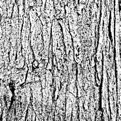 Tree Bark Vector Images Over 10 000