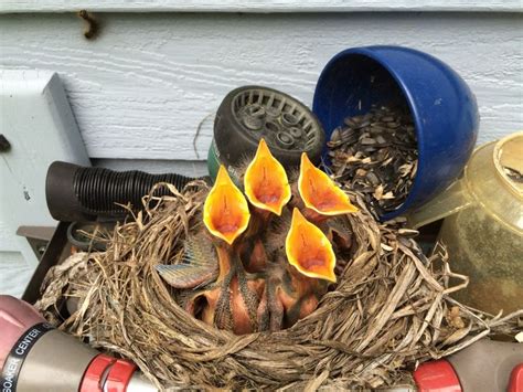 How To Make A Nesting Shelf For Robins DIY Nest Box Plans
