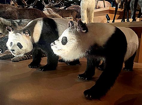学習 ≫ おうちで！かはく・たんけん教室 国立科学博物館 National Museum Of Nature And Sciencetokyo