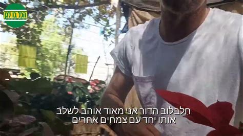 חלבלוב הדור צבע ארגמני אדום מדהים Youtube