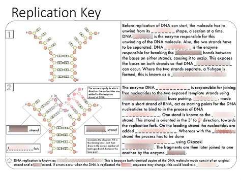 Exam 3 Replication Diagram Quizlet